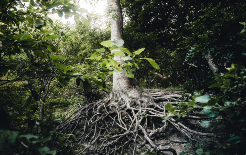 Top 5 Natural Grounding Foods - Healthy Green Athlete